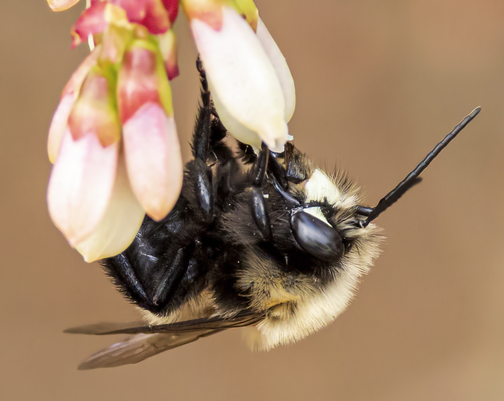 Blueberry Digger Bee from 420 Anderson St, Durham, NC 27708, USA on ...