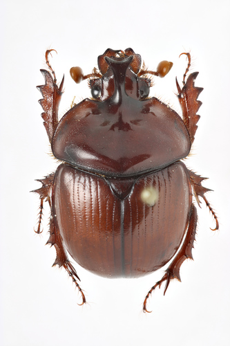 Genus Bolbaffer · iNaturalist United Kingdom