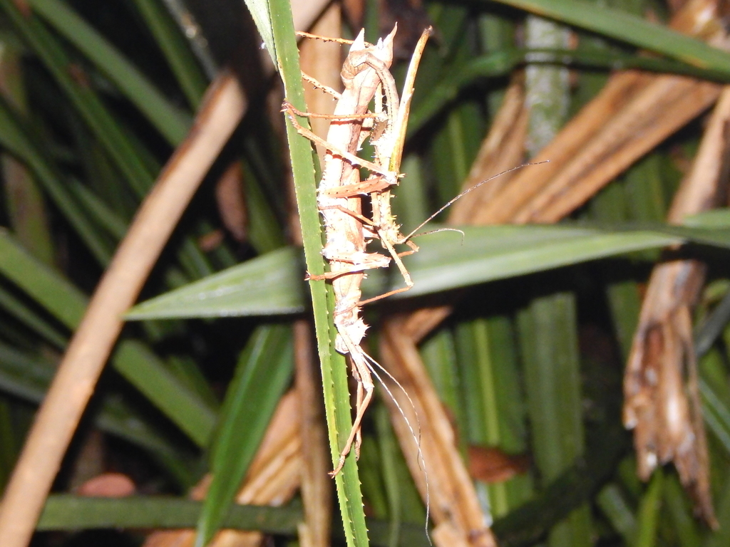 Haaniella from Teluk Meranti, Pelalawan Regency, Riau, Indonesia on ...