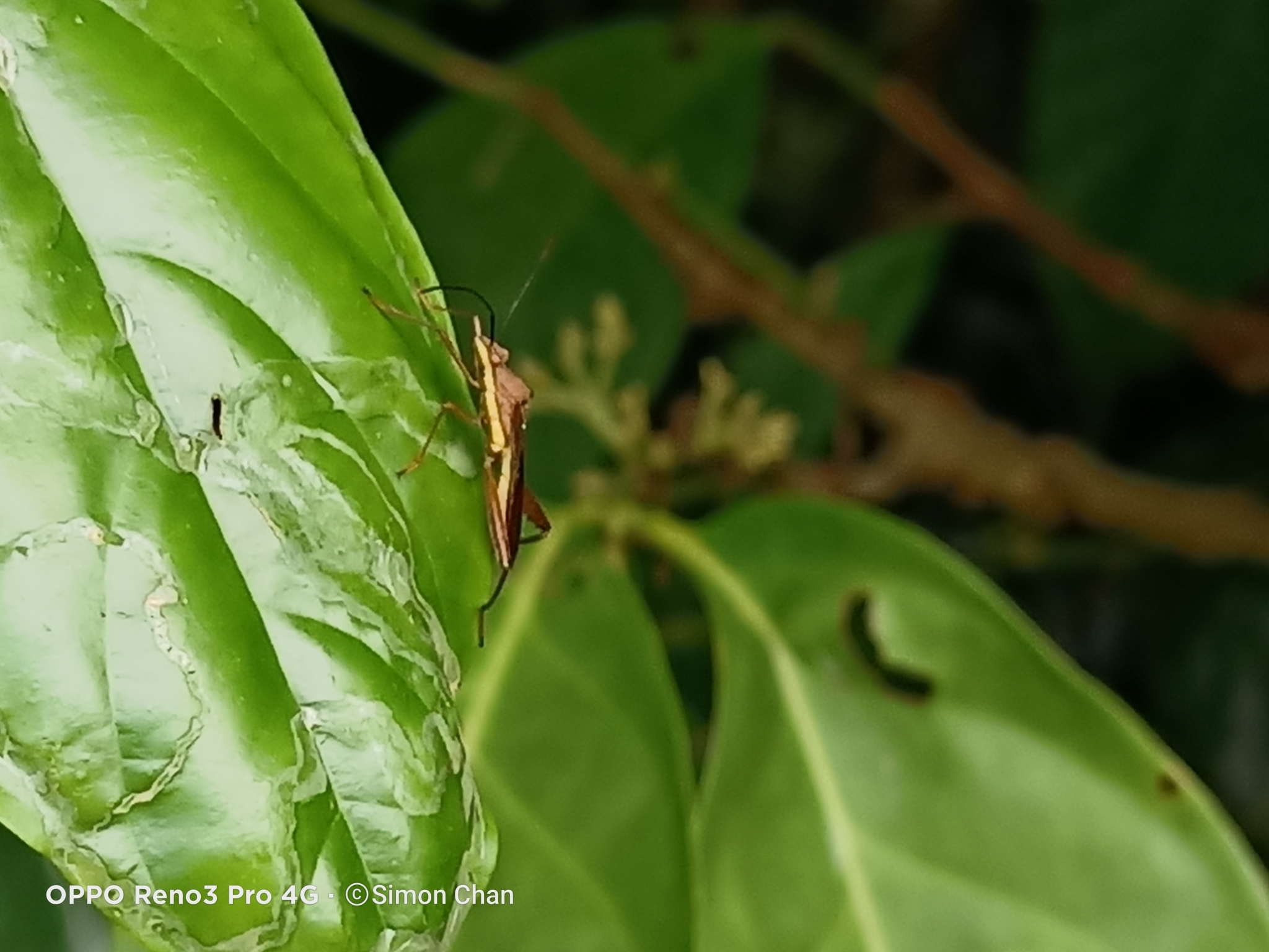 Riptortus linearis (Fabricius, 1775)