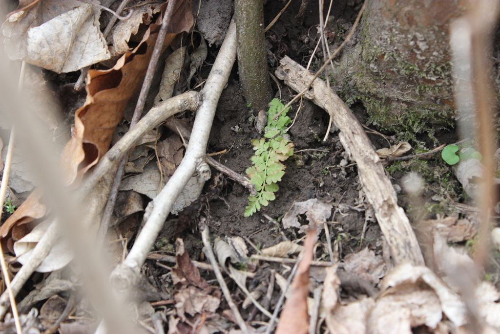 ferns from Franklin County, MO, USA on March 06, 2022 at 03:09 PM by TC ...