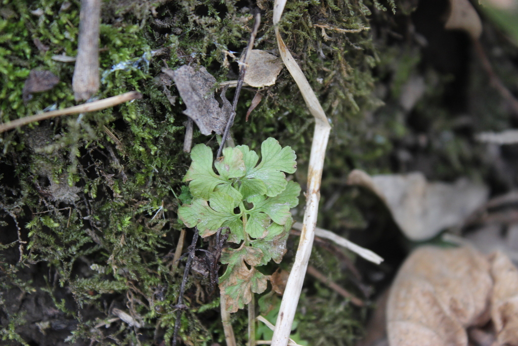 ferns from Franklin County, MO, USA on March 06, 2022 at 03:09 PM by TC ...