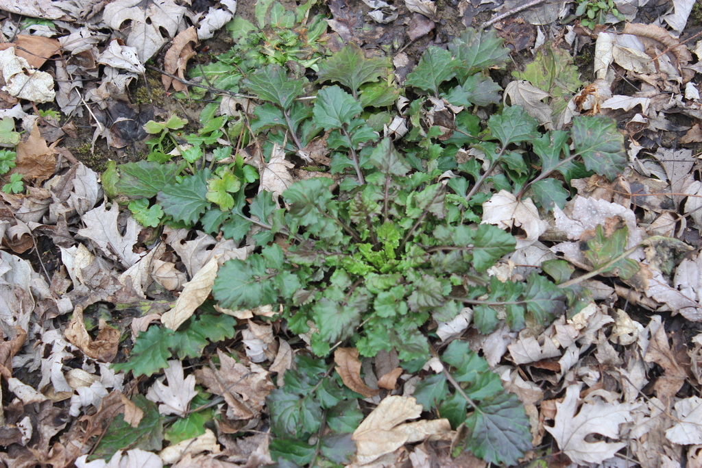 Butterweed from Franklin County, MO, USA on March 06, 2022 at 03:37 PM ...