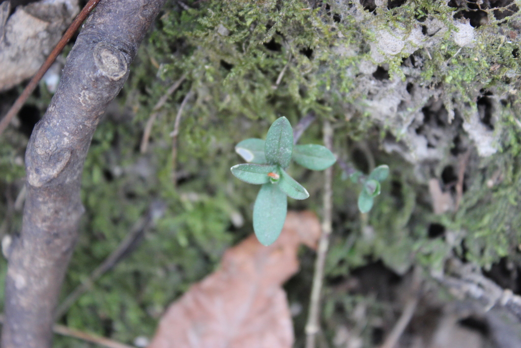 plants from Franklin County, MO, USA on March 06, 2022 at 03:56 PM by ...