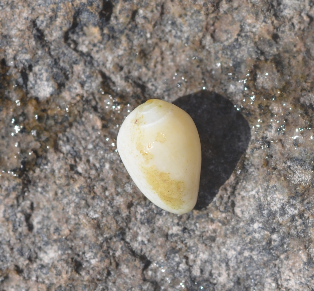 Prunum from Monroe County, FL, USA on March 05, 2022 at 02:34 PM by ...