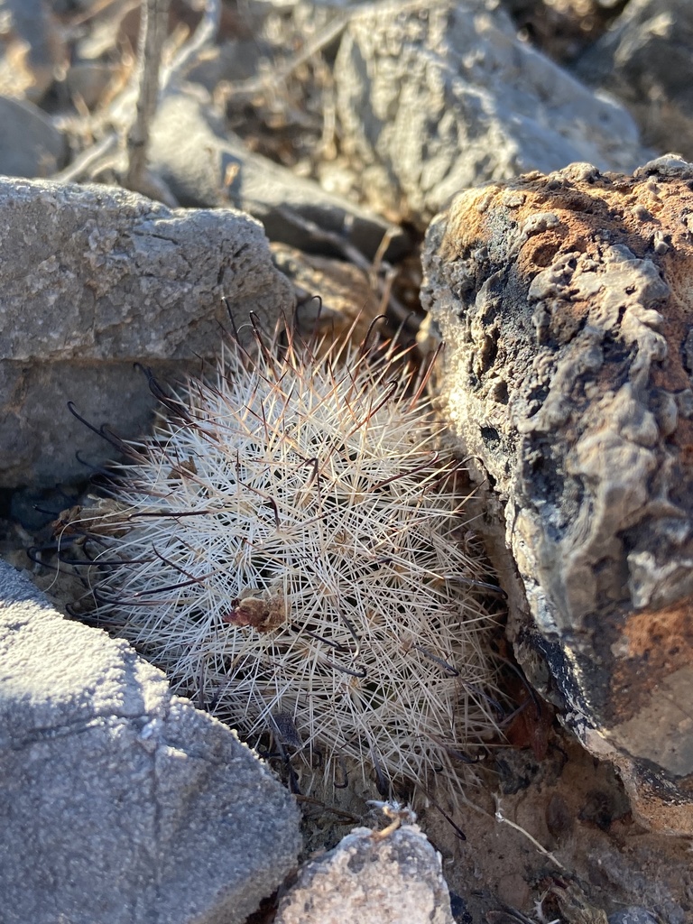 Common Fishhook Cactus from Tule Springs Fossil Beds National Monument ...