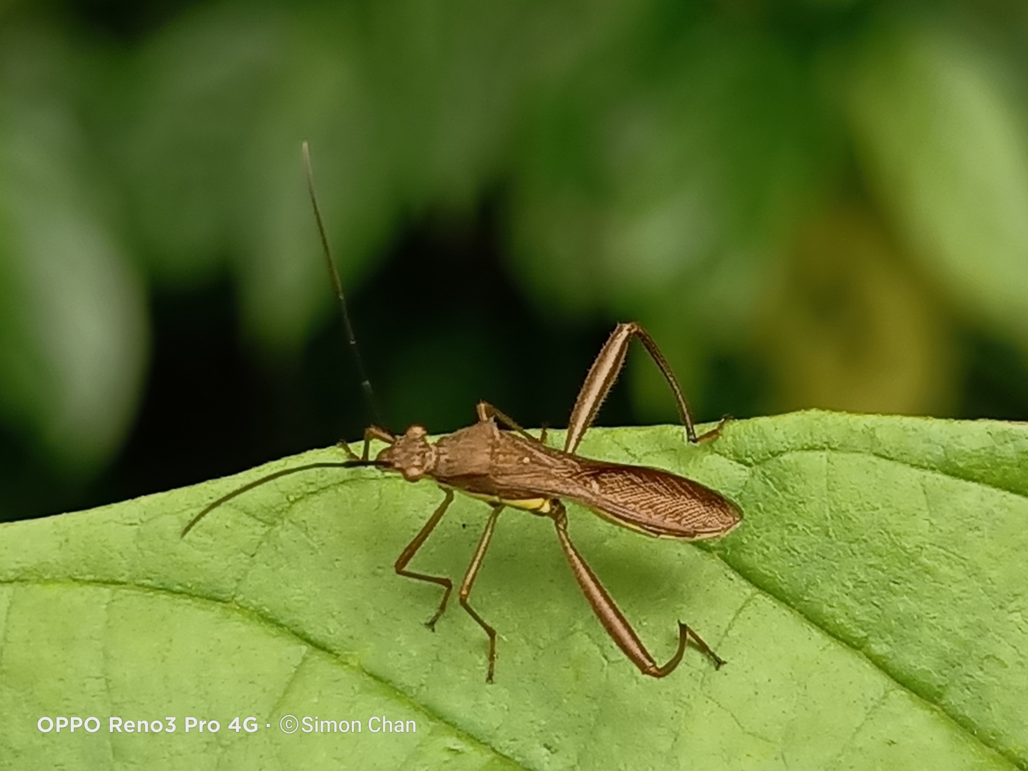 Riptortus linearis (Fabricius, 1775)