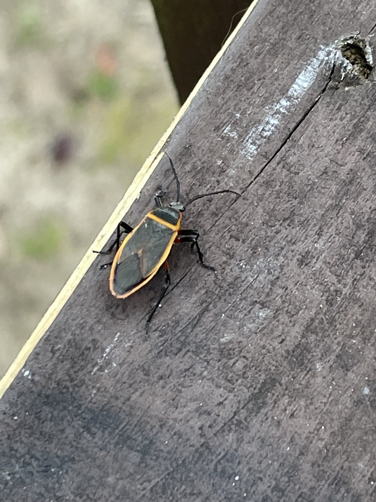 Eastern Bordered Plant Bug from Shiloh Rd, Tyler, TX, US on March 6 ...