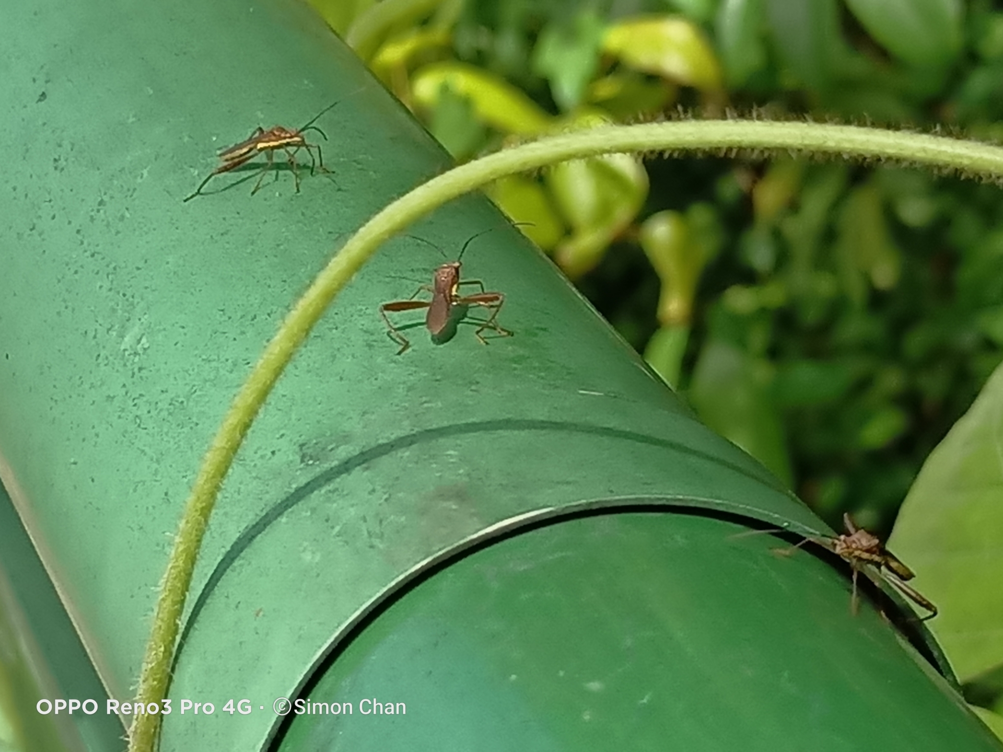 Riptortus linearis (Fabricius, 1775)