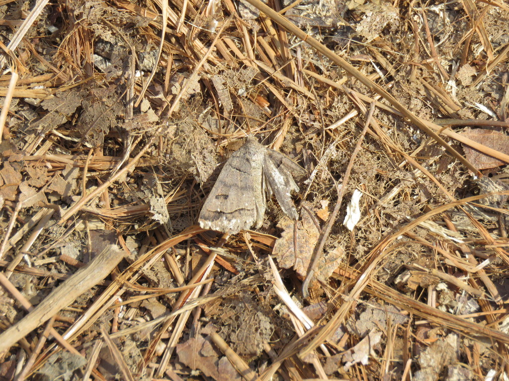 Common Oak Moth from Columbia, SC, USA on March 6, 2022 at 10:49 AM by ...