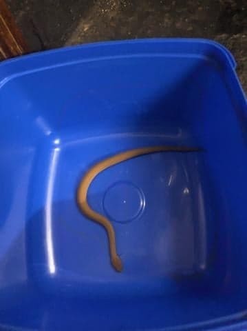 Bardick in March 2022 by Kerry + Darren · iNaturalist