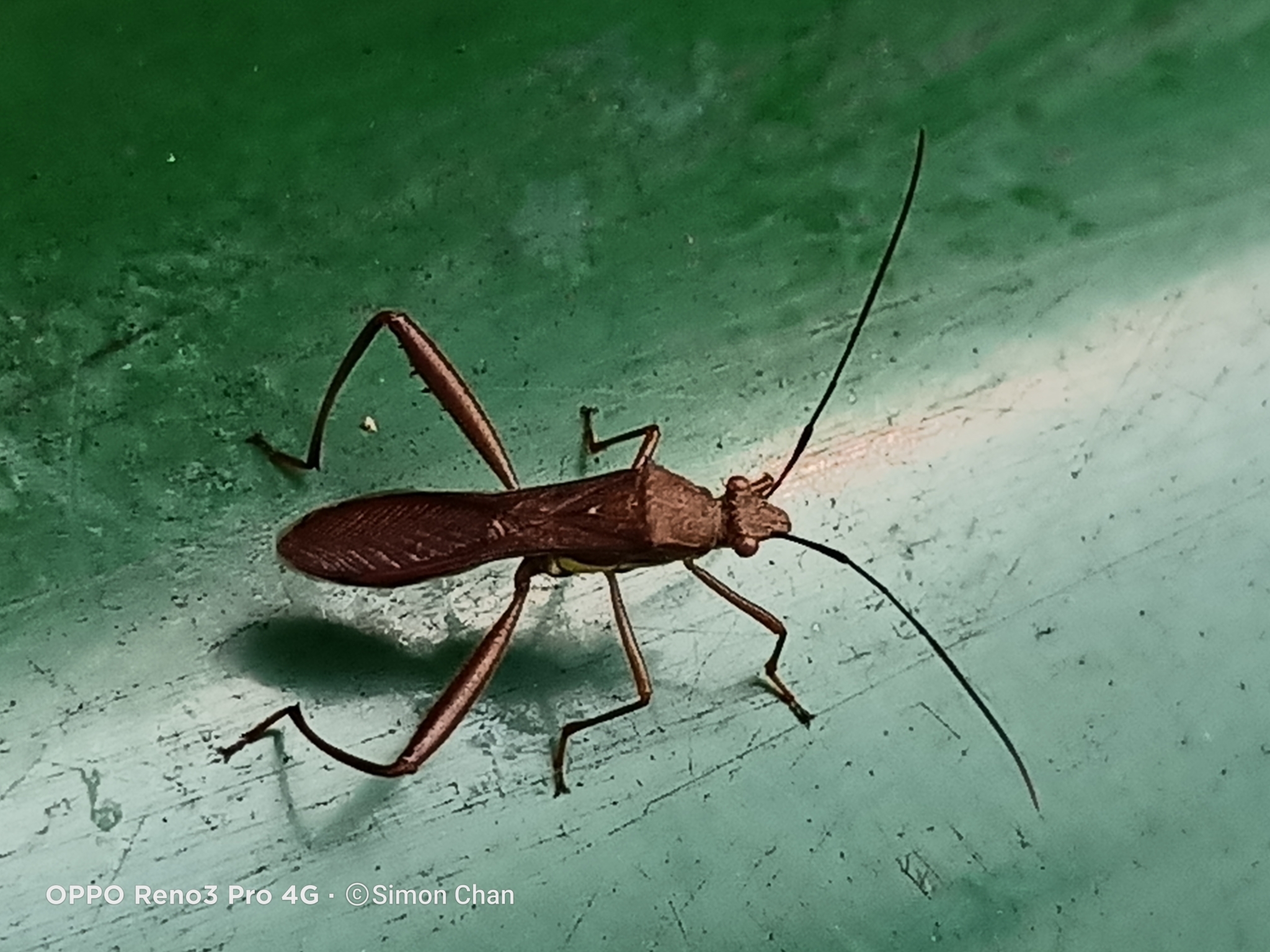 Riptortus linearis (Fabricius, 1775)