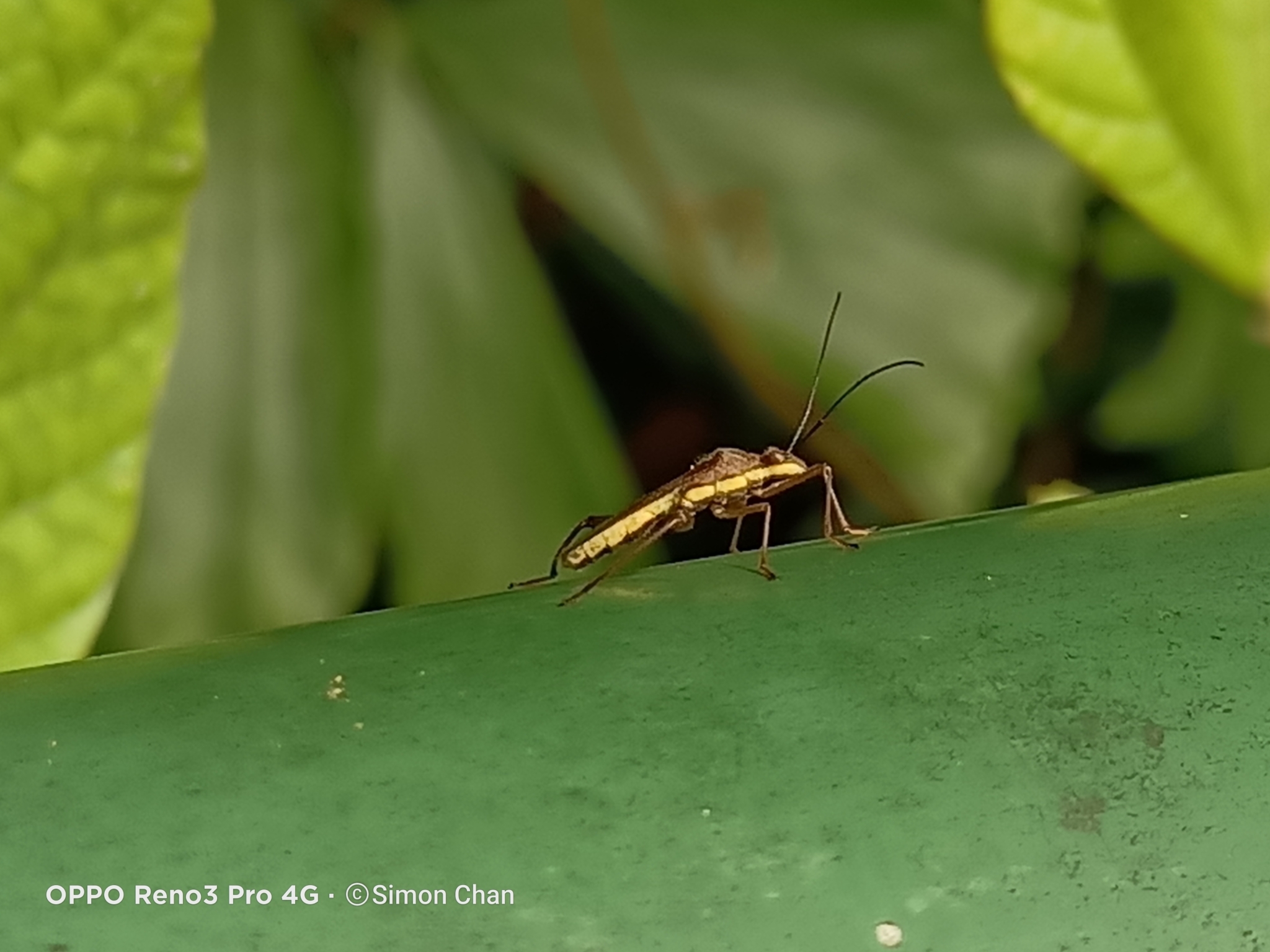 Riptortus linearis (Fabricius, 1775)