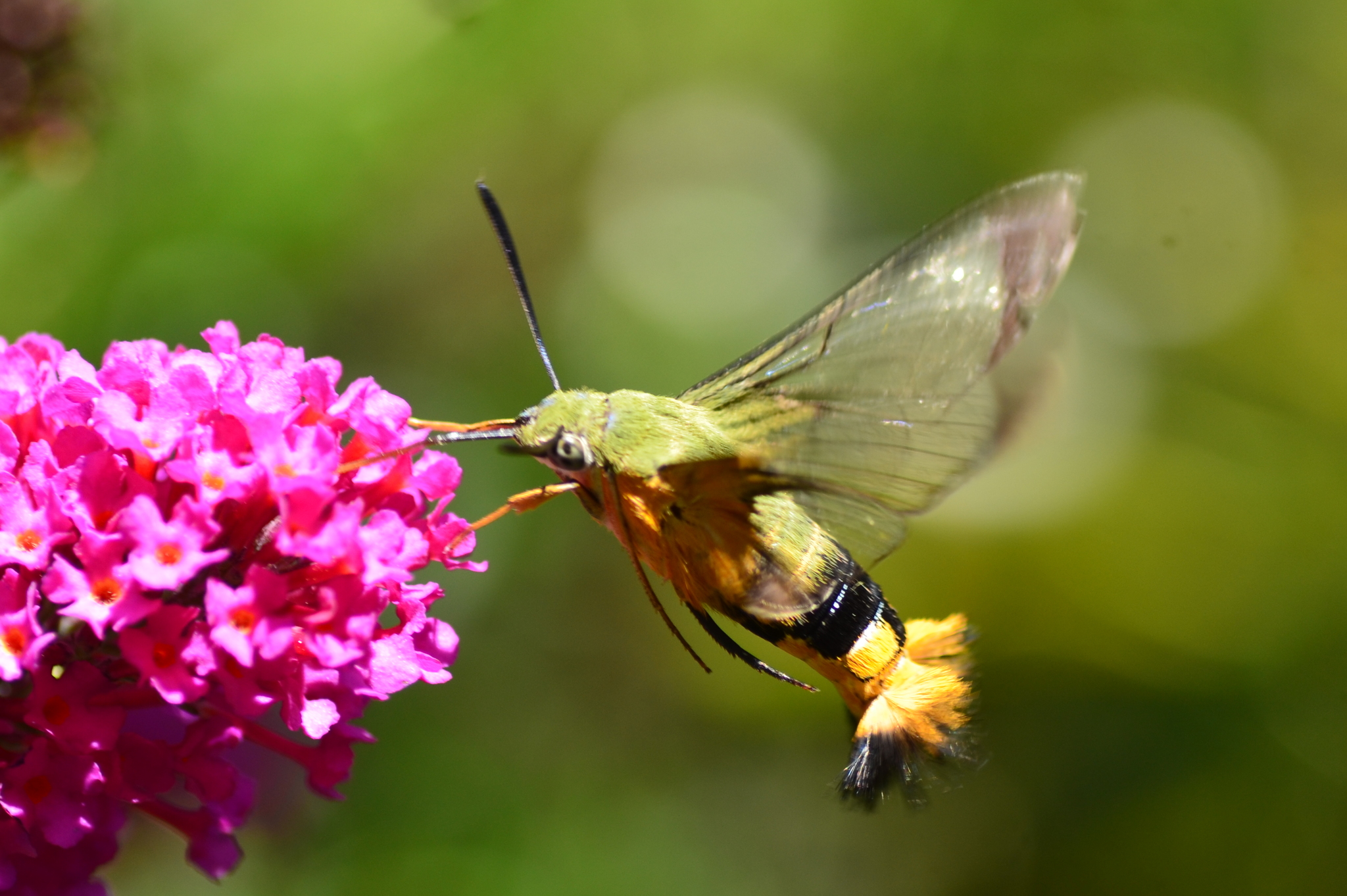 Cephonodes kingii MacLeay