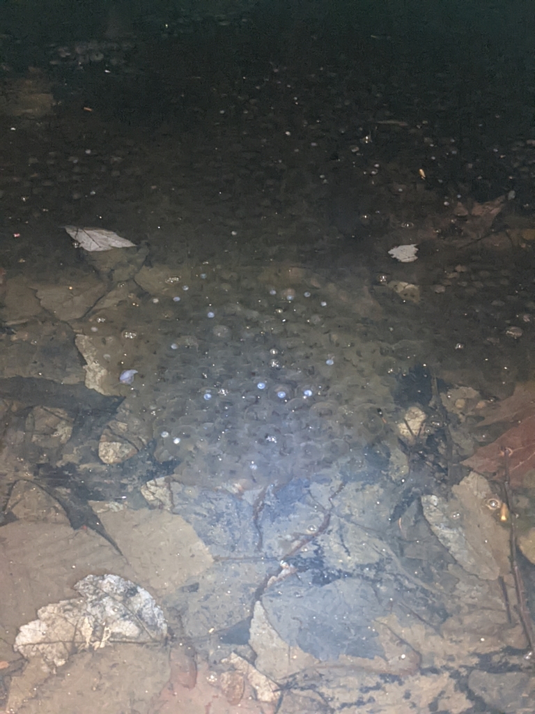 American Water Frogs from Mantua, VA 22031, USA on March 7, 2022 at 12: ...