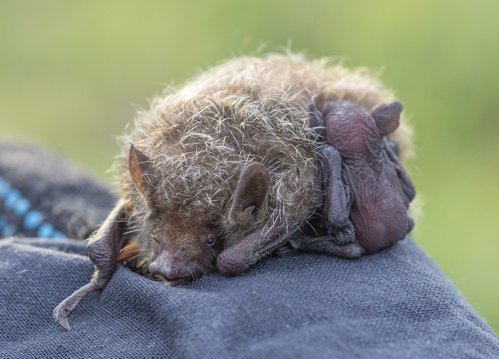 Greater Tube-nosed Bat (Murina hilgendorfi) - Know Your Mammals