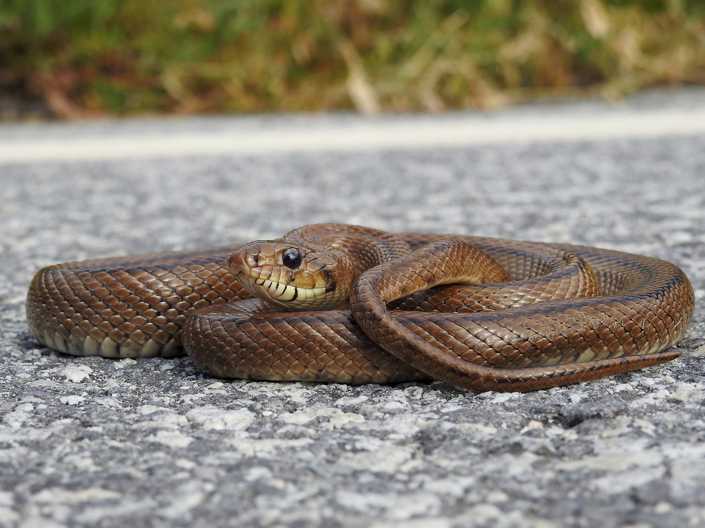 Ladder Snake (Zamenis scalaris) - Snakes and Lizards