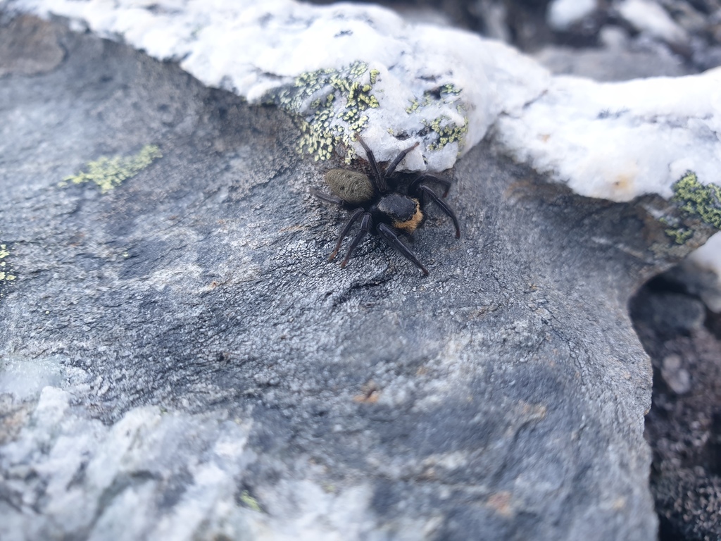 Jumping Spiders from Wye Creek 9371, New Zealand on February 13, 2022 ...