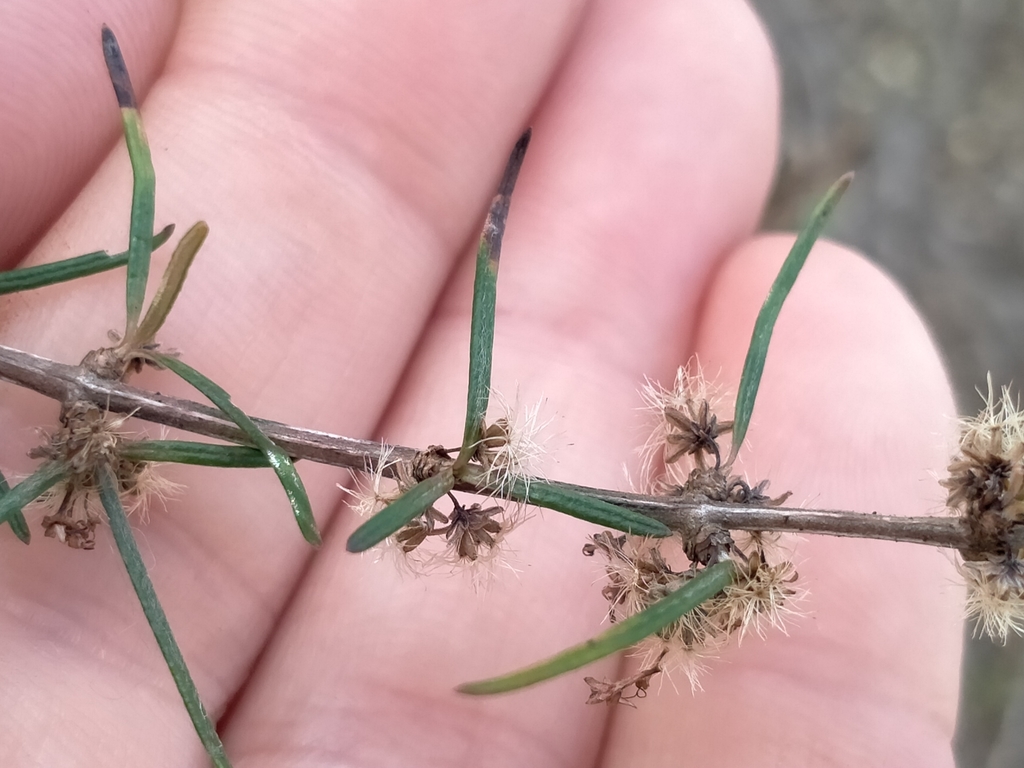 Olearia lineata in March 2022 by John Barkla. Locally common in valley ...