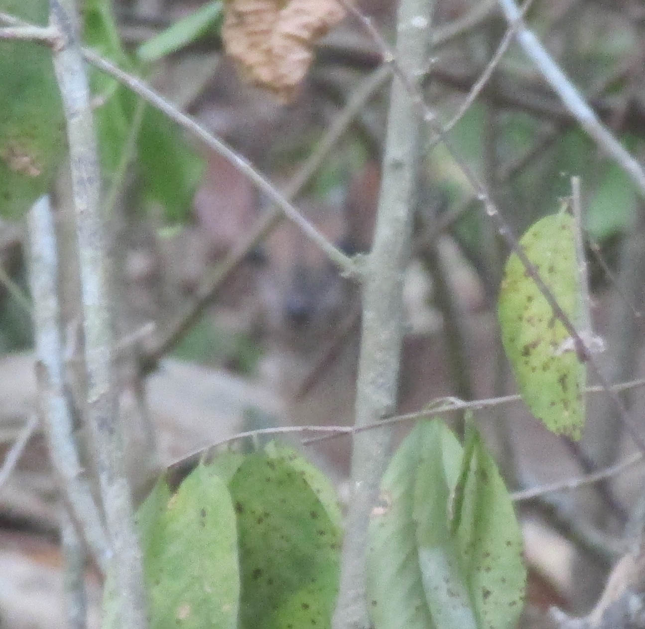 Neotragus moschatus (Von Dueben, 1846)
