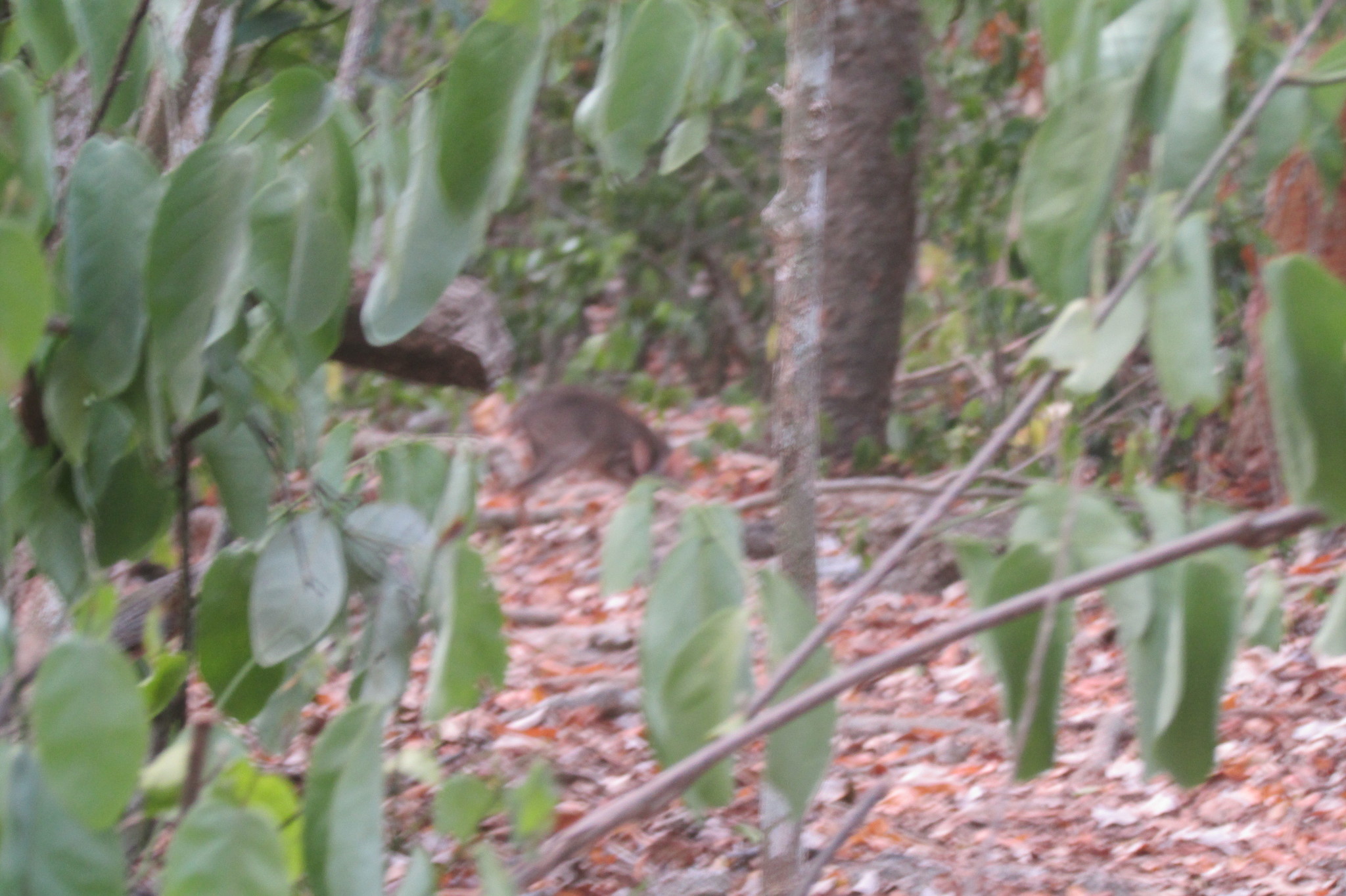 Neotragus moschatus (Von Dueben, 1846)
