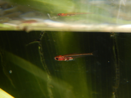 Family Paedocyprididae · iNaturalist