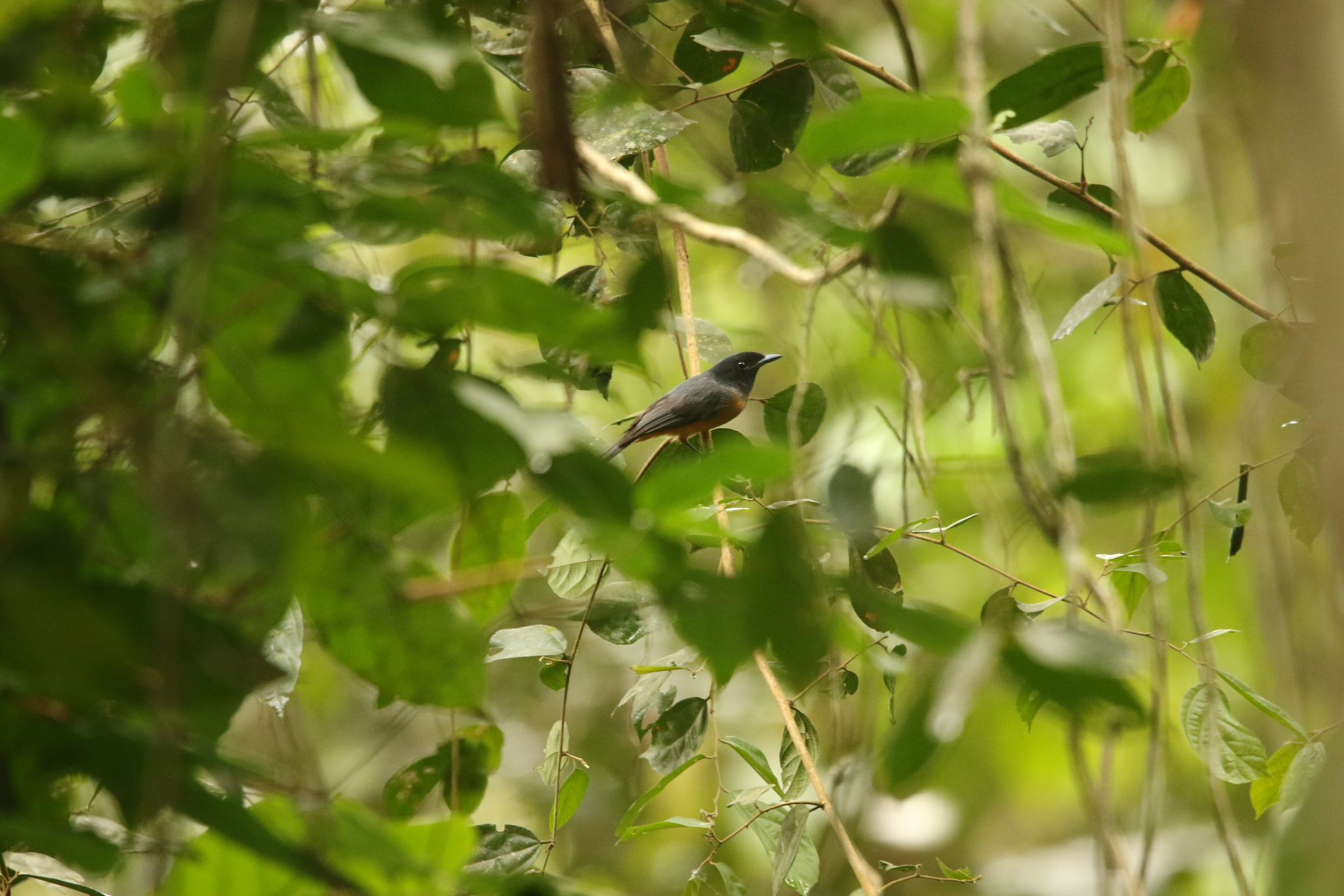 Terpsiphone rufiventer (Swainson, 1837)