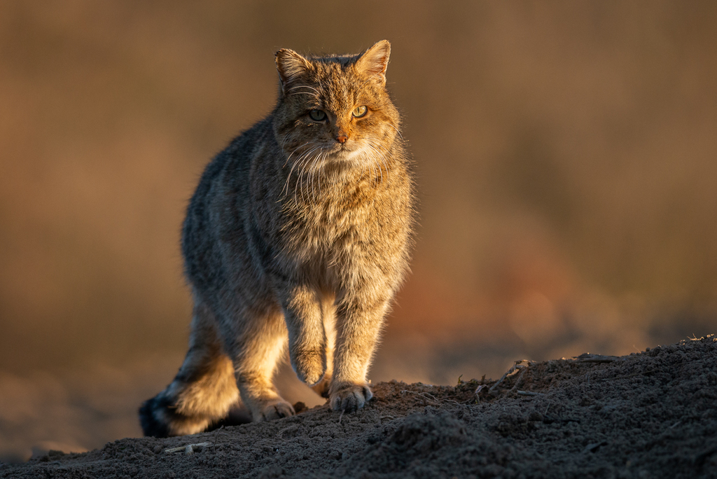 European Wildcat (Felis silvestris) - Know Your Mammals