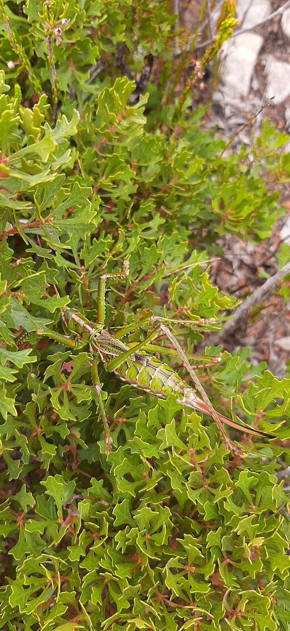 Clonia melanoptera (Linnaeus, 1758)