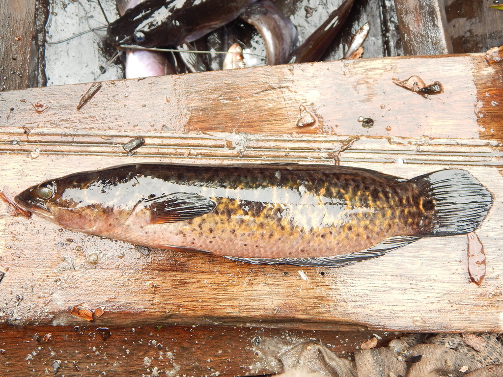 Ocellated Snakehead in October 2015 by Ganjar Cahyadi · iNaturalist