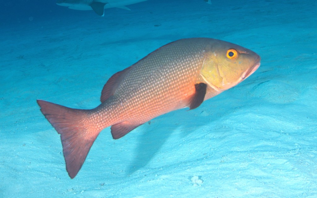 Two-spot Red Snapper from Holmes Reefs on April 7, 2021 at 05:47 PM by ...