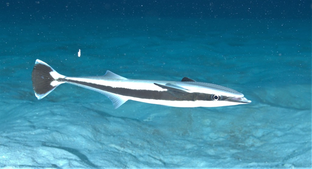 Sharksucker from Holmes Reefs on April 07, 2021 at 05:41 PM by John ...