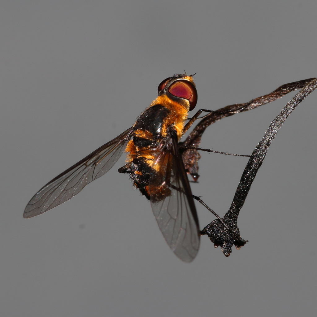 Thraxan luteus from Umbakumba NT 0822, Australia on February 16, 2022 ...