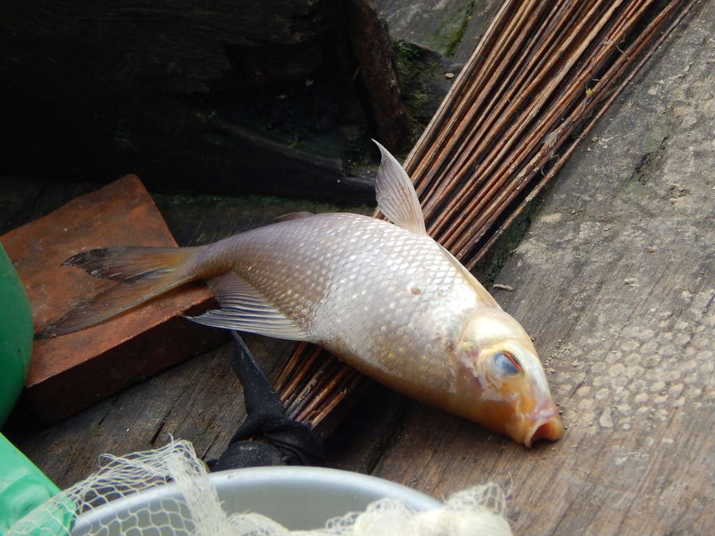 (Osteochilus melanopleura) - Marine Life Identification