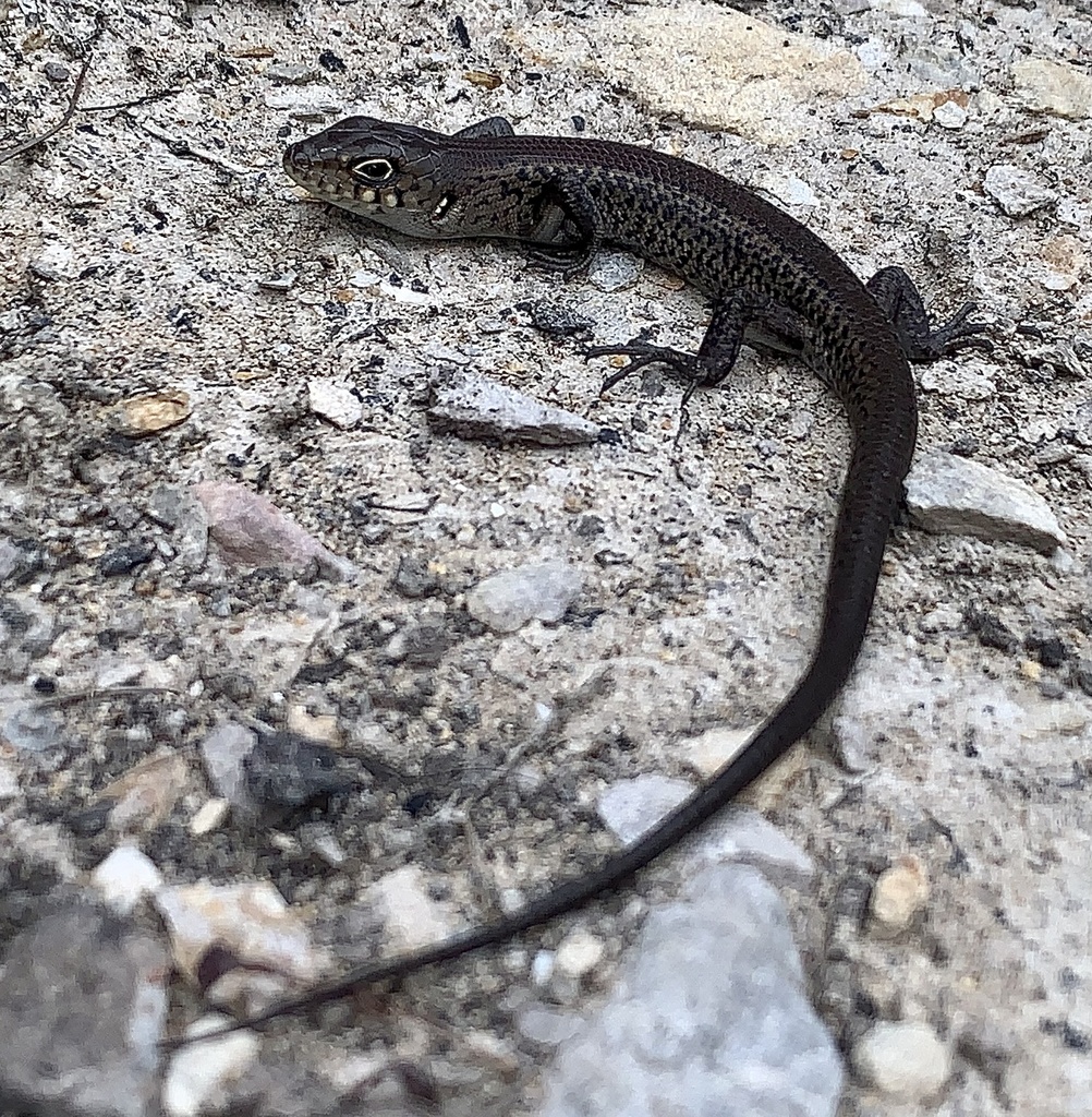 South-western Rock-skink from Stirling Range National Park, Stirling ...
