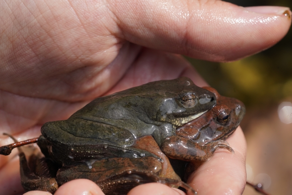 Huanren Frog from 대한민국 대전광역시 서구 장안로 on March 07, 2022 at 12:27 PM by ...