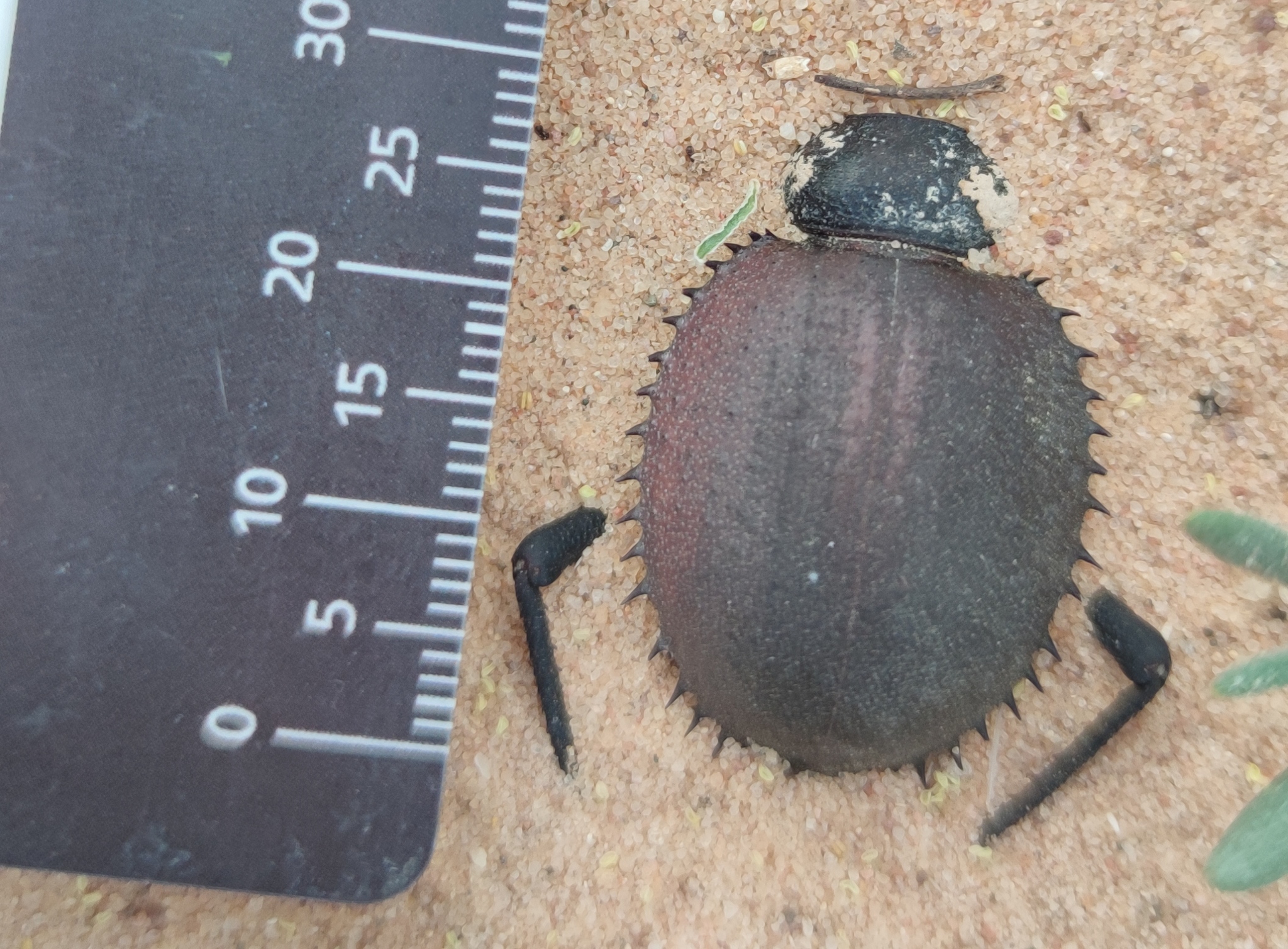 Prionotheca coronata