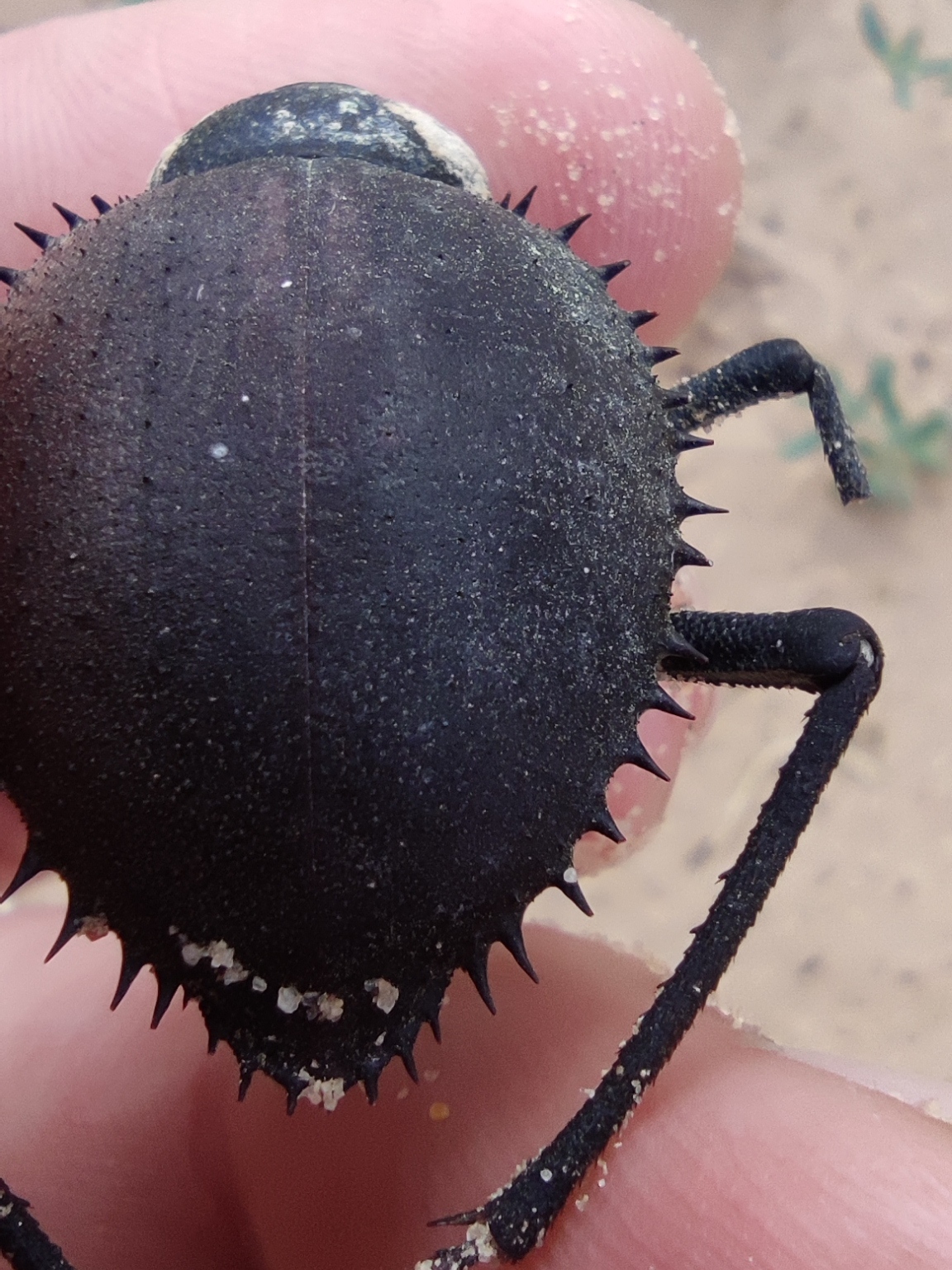 Prionotheca coronata