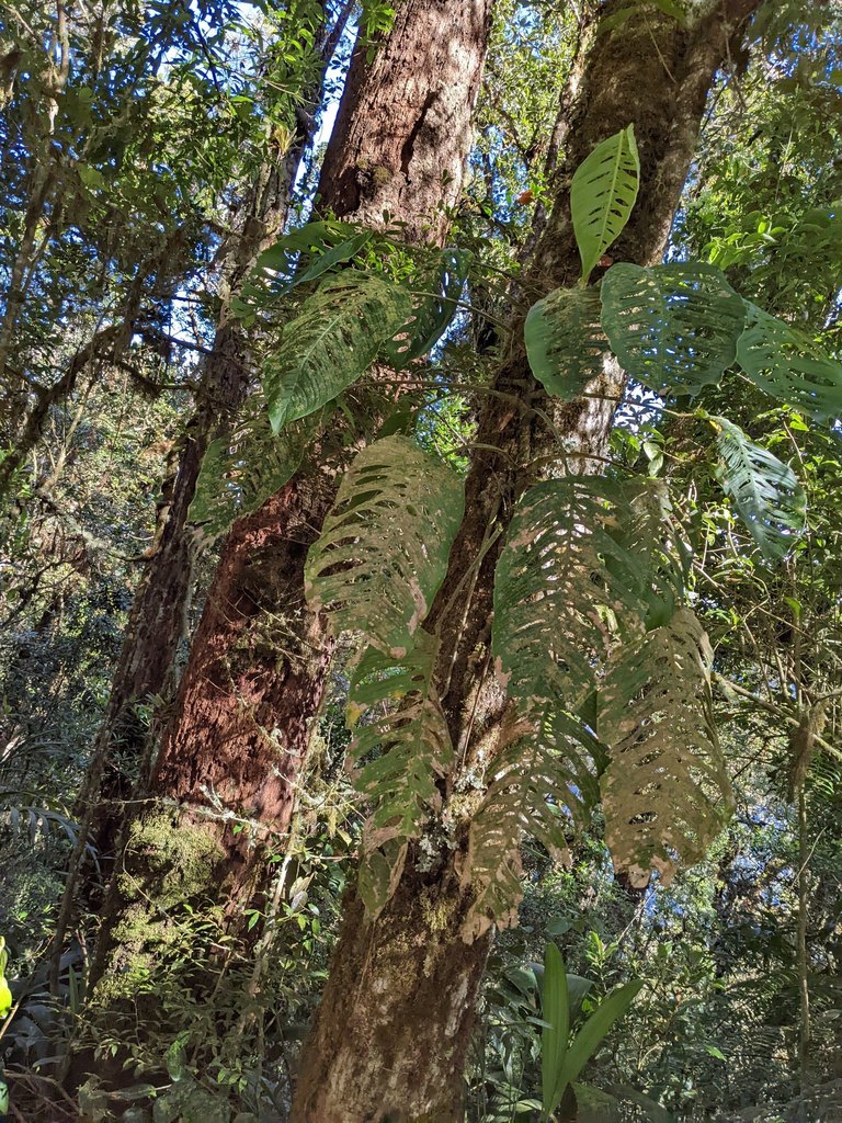 Monstera oreophila from Parque Nacional Chirripó, Pérez Zeledón, San ...