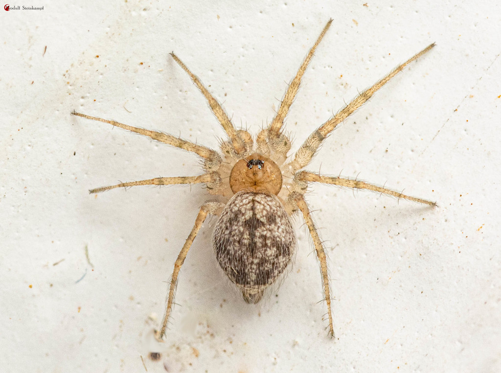 Oecobius putus from Spitskop Small Holdings, Bloemfontein, 9301, South ...