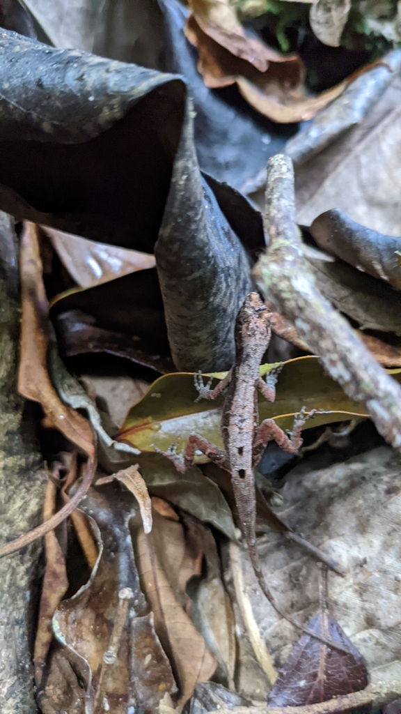 Humble Anole from Puntarenas Province, Monteverde, Costa Rica on March ...