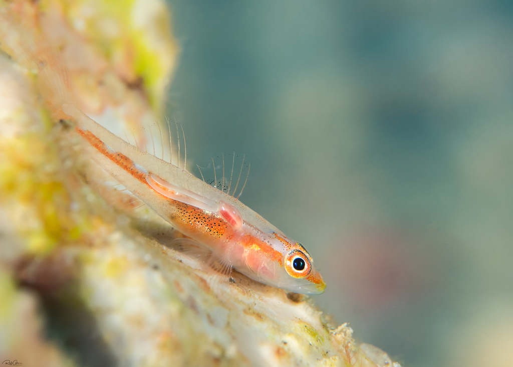 Many-host Ghostgoby (Fish of Randwick Council costal area: Coogee Beach ...