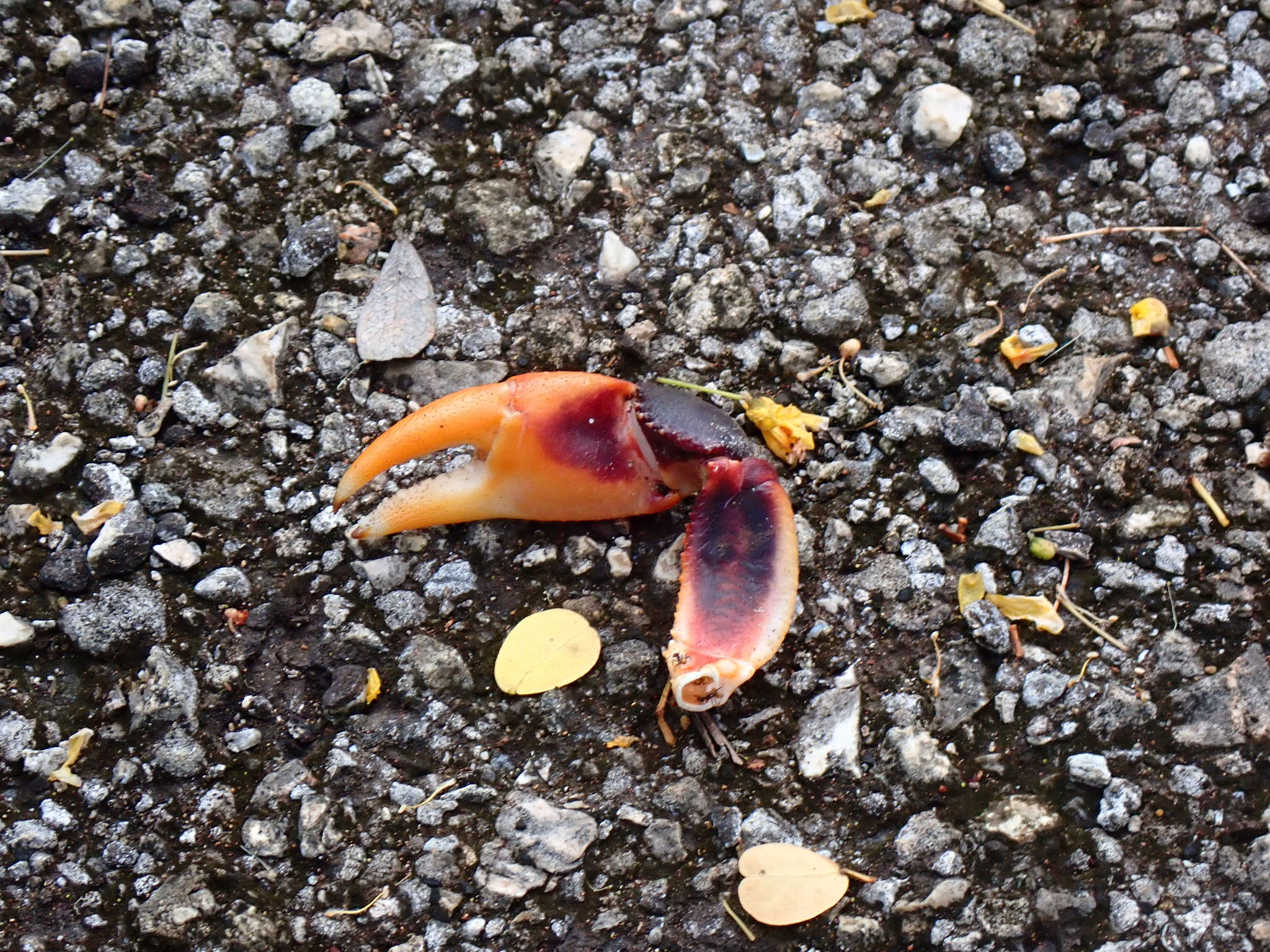 Gecarcinus ruricola (Linnaeus, 1758)