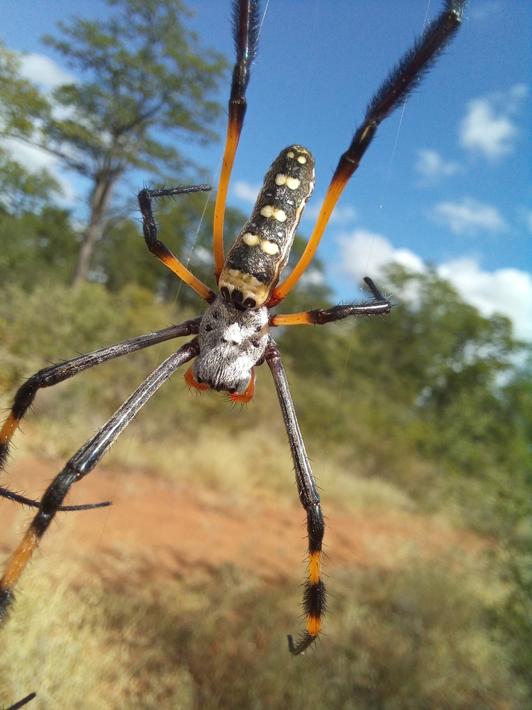 banded-legged golden orb-web spider from Chipinge, Zimbabwe on March 6 ...
