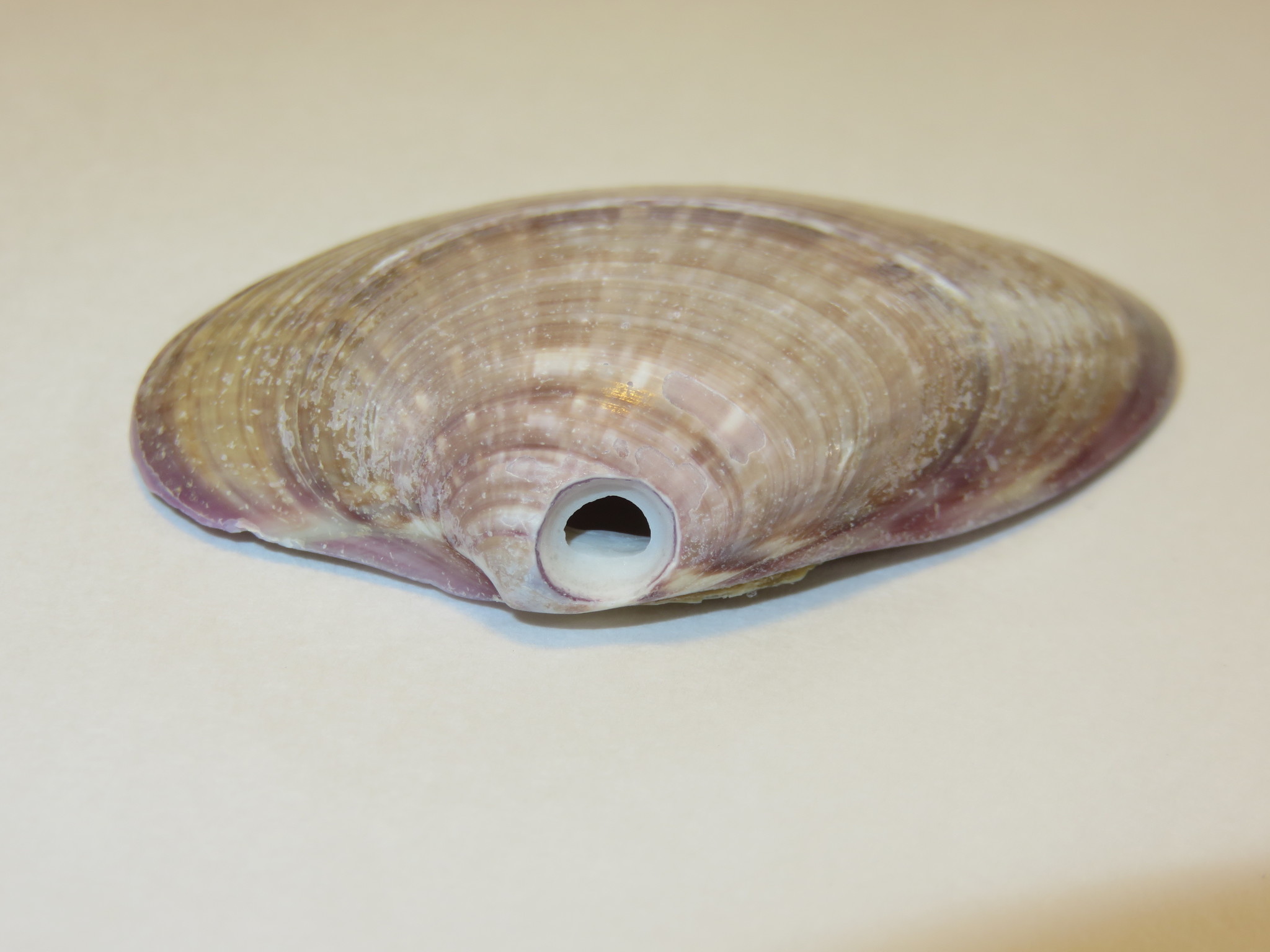 Callista chinensis (Holten, 1802)
