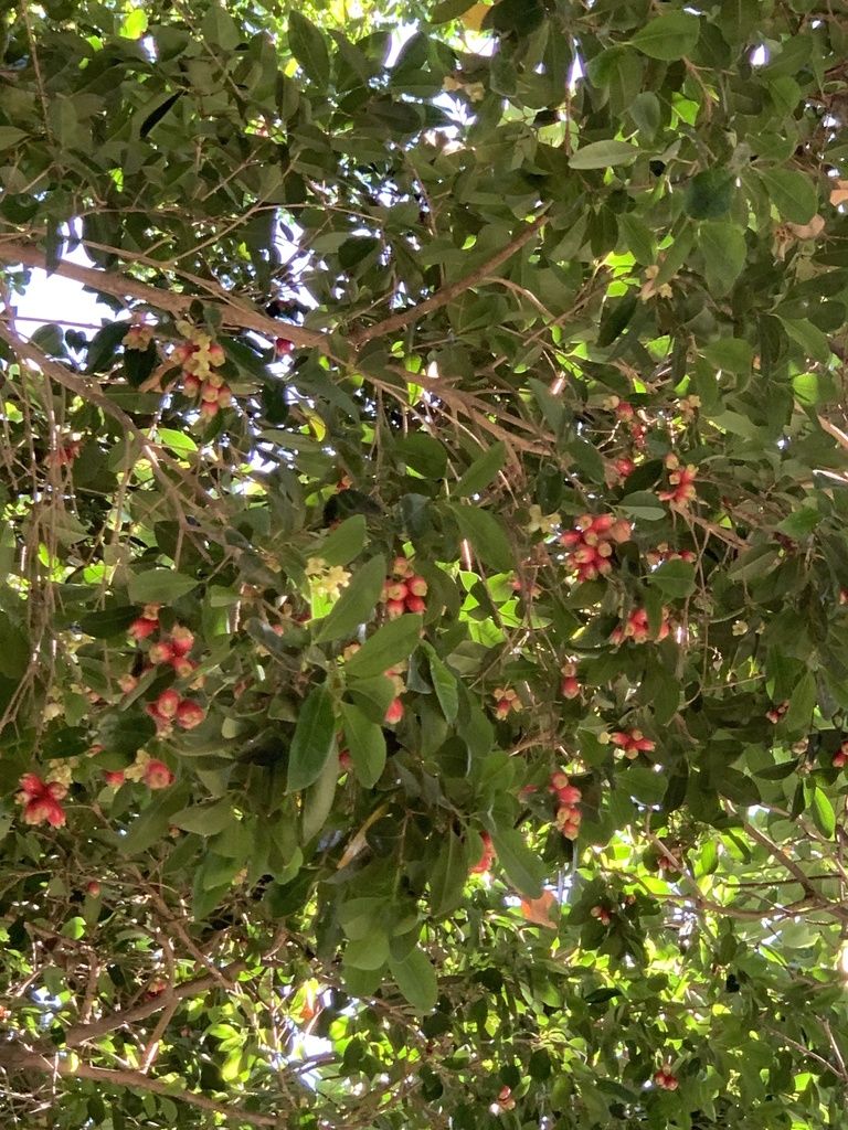scrub cherry from De Oewer, Stellenbosch, WC, ZA on March 7, 2022 at 04 ...