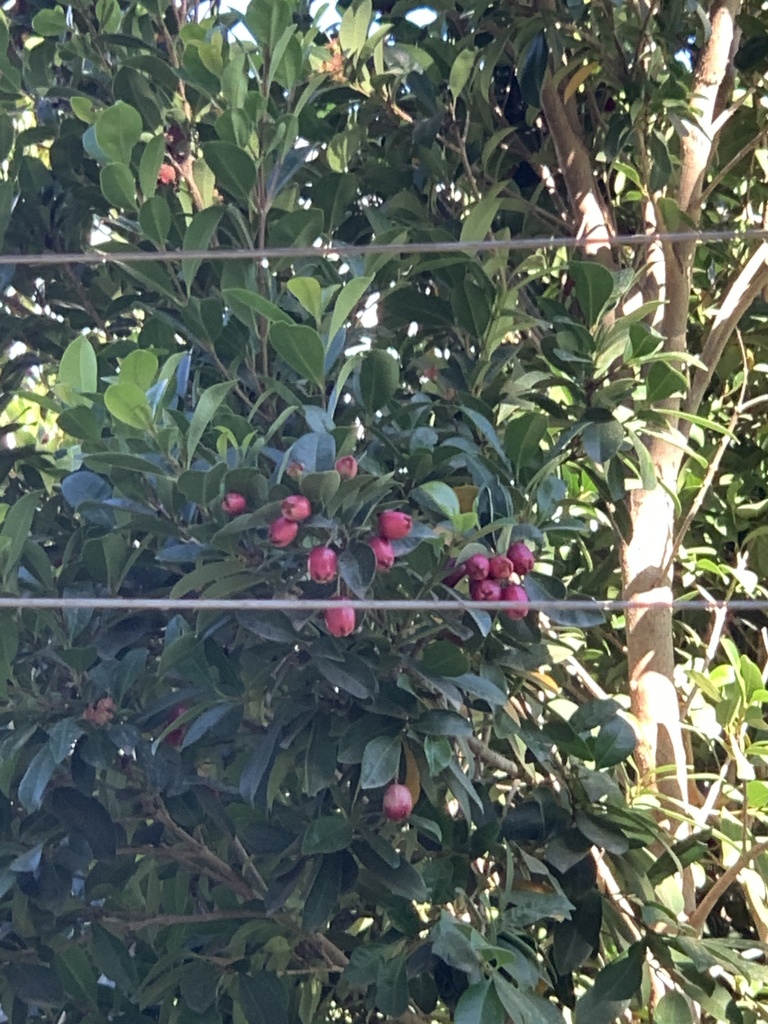 scrub cherry from De Oewer, Stellenbosch, WC, ZA on March 7, 2022 at 04 ...