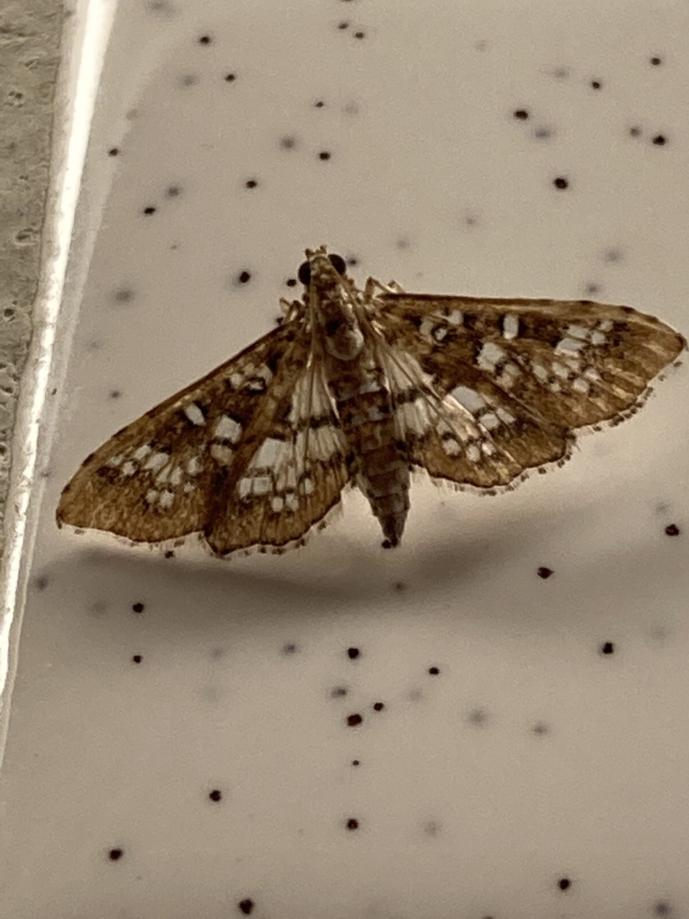 Stained-glass Moth in March 2022 by zara_nature_nerd · iNaturalist