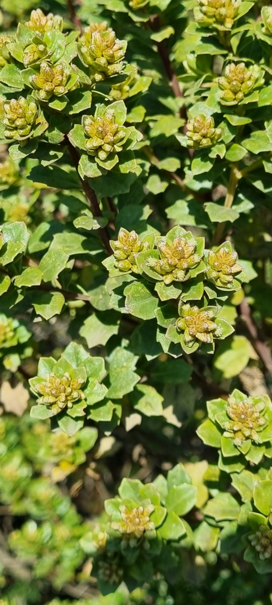 Baccharis conferta Kunth