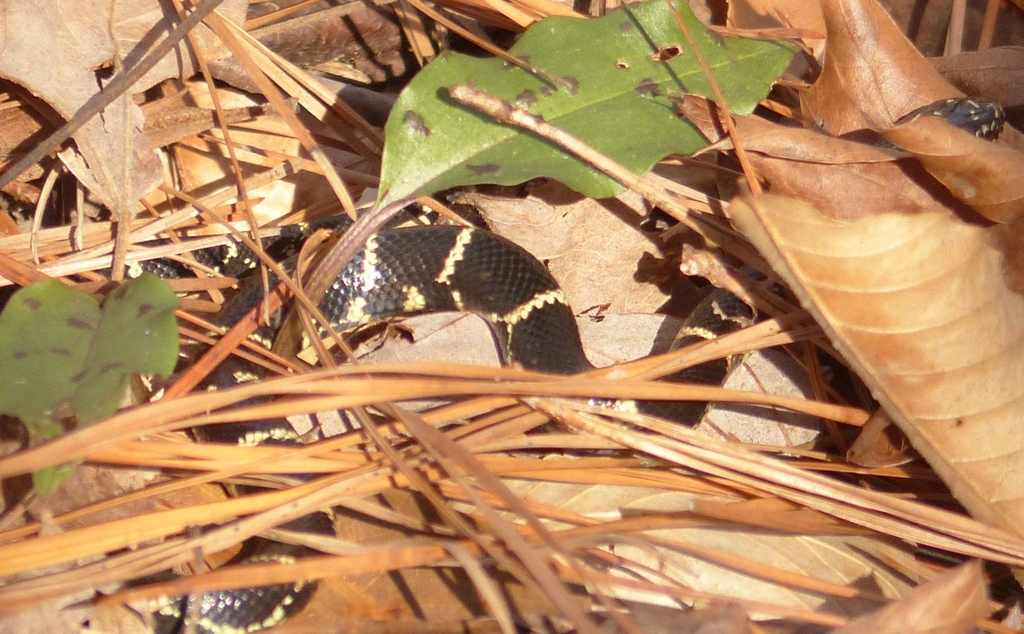Eastern Kingsnake in February 2019 by Dana Fitz-Simons · iNaturalist